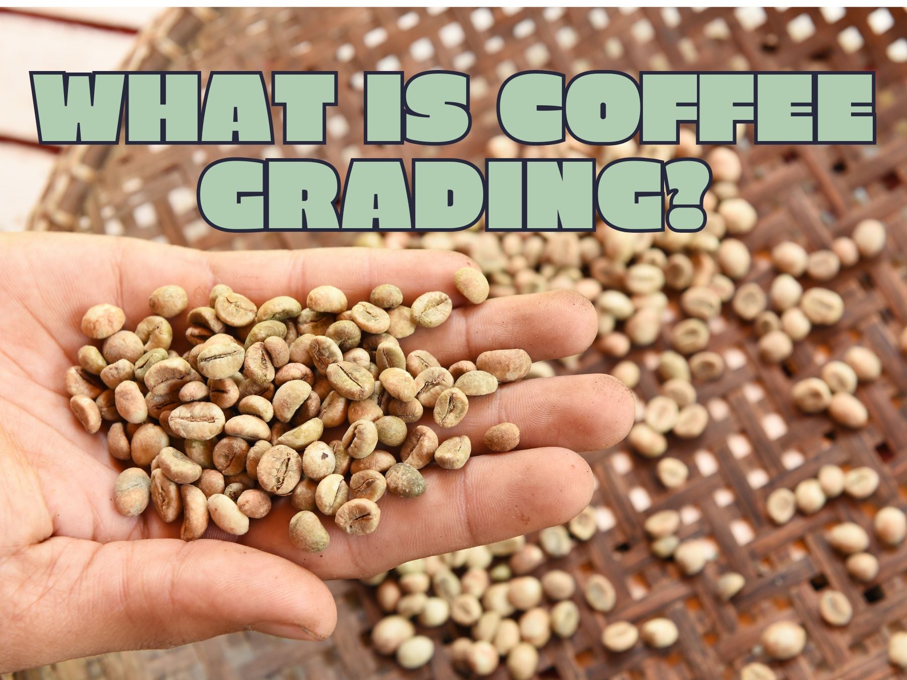What Is Coffee Grading? – Curiosity Coffee