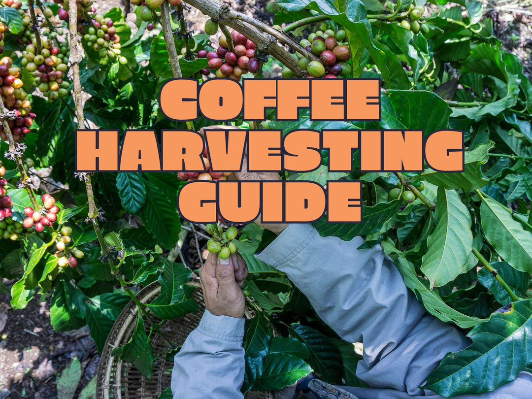 Coffee Harvesting Guide – Curiosity Coffee