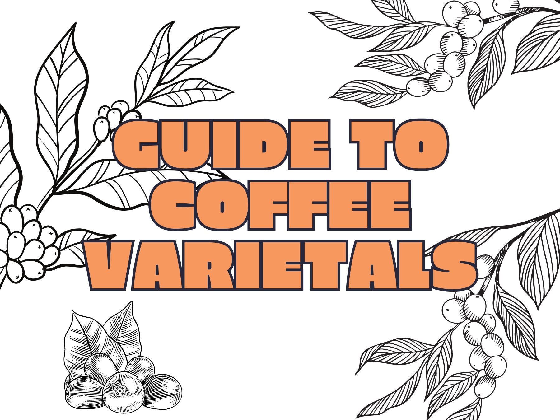 Coffee Varietals: A Guide And Varietals Explained – Curiosity Coffee
