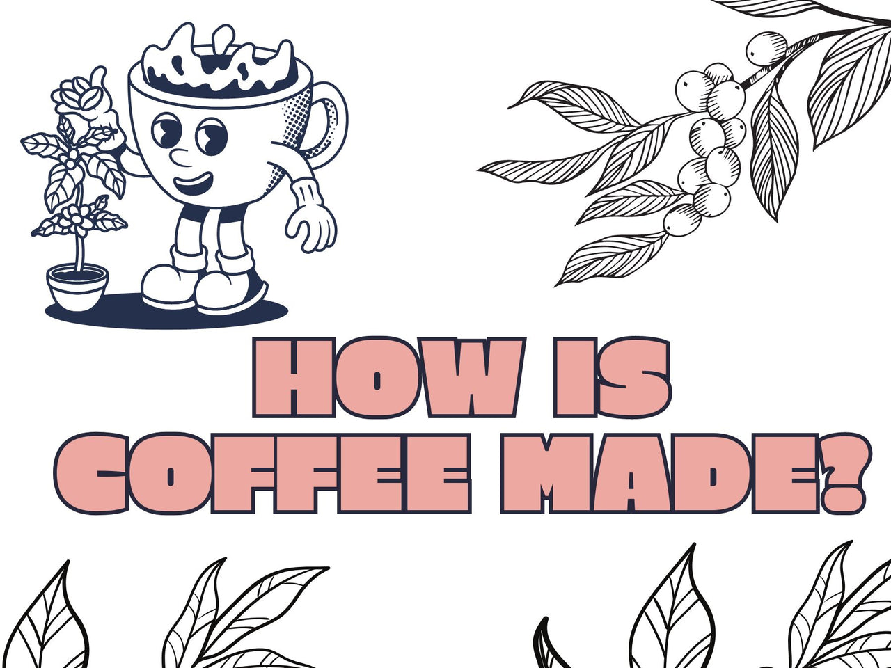How Is Coffee Made? – Curiosity Coffee