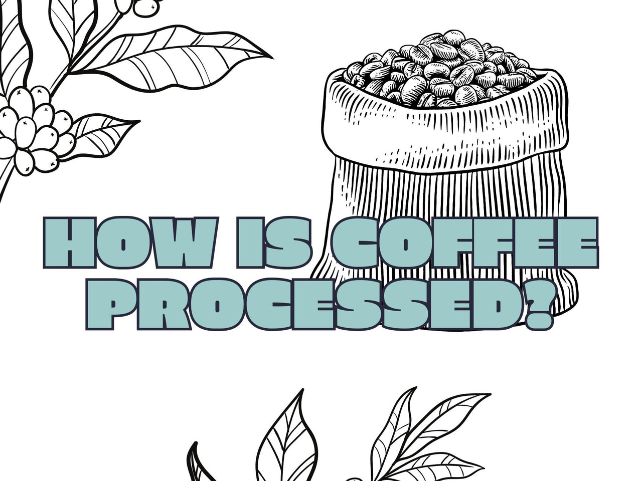 How Is Coffee Processed? – Curiosity Coffee