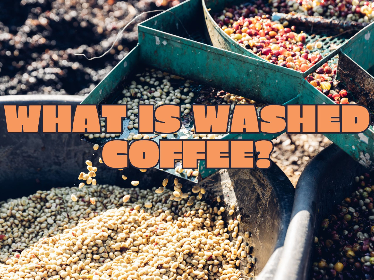 What Is Washed Coffee? – Curiosity Coffee